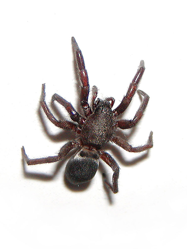 Drømme om edderkopper - Hvad betyder de? Drømmetydning